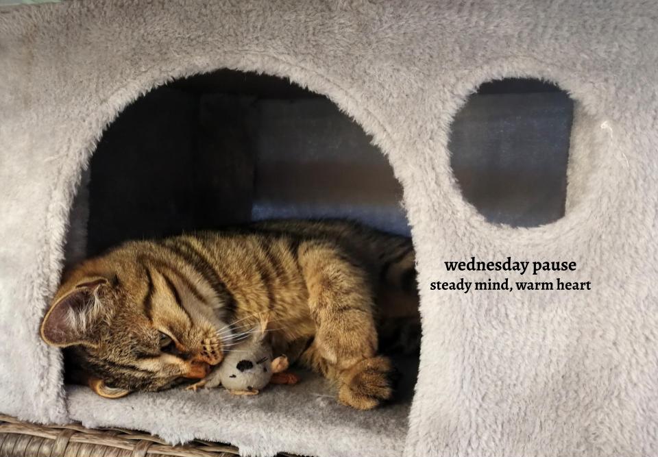 Steady Mind Warm Heart – Kindermind Center